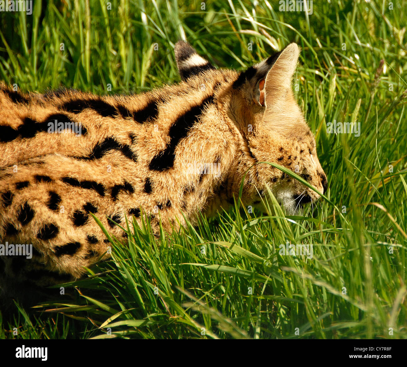 Serval de chat sauvage africain Banque de photographies et d’images à ...