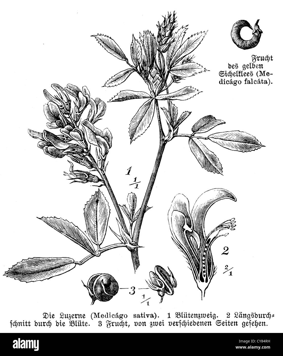 Dessin de luzerne Banque d'images noir et blanc - Alamy