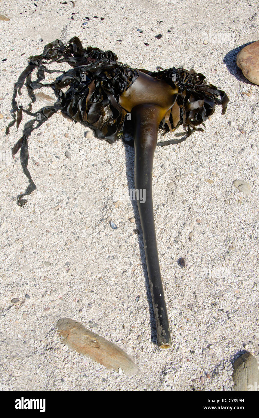 Varech sur la plage Banque de photographies et d’images à haute ...