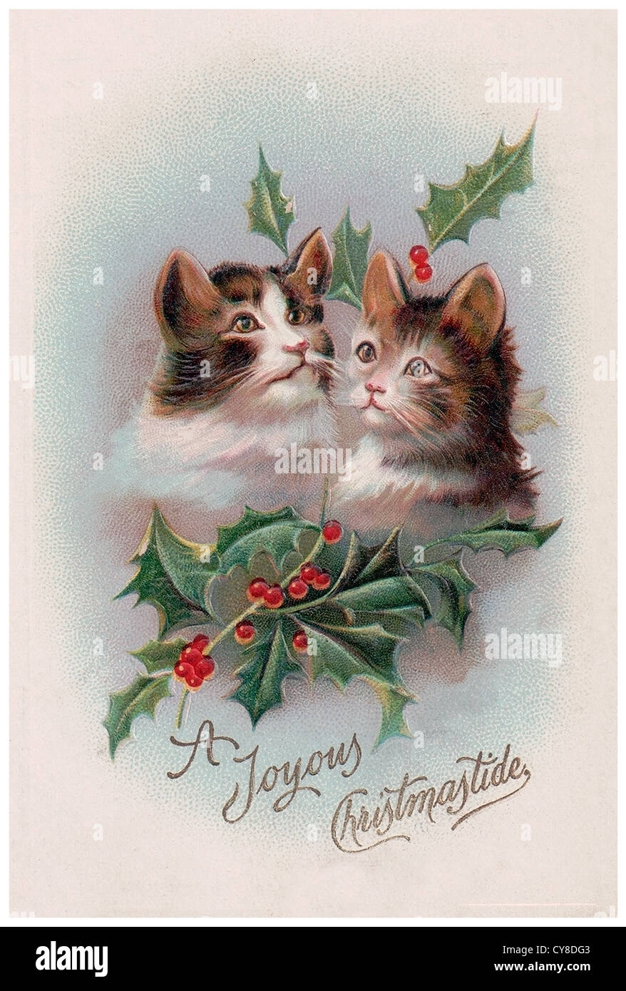Chats de noel Banque de photographies et d’images à haute résolution ...