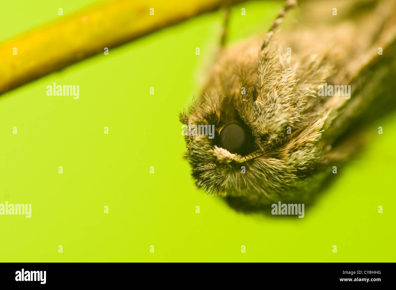 Asteroscopus sphinx Banque de photographies et d’images à haute ...