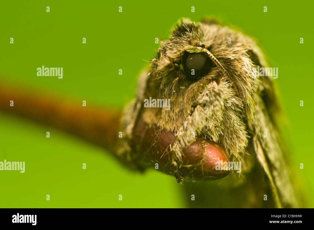 Asteroscopus sphinx Banque de photographies et d’images à haute ...