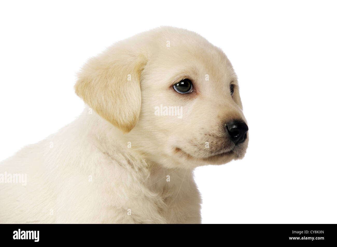Bébé chien labrador blond Banque de photographies et d’images à haute ...
