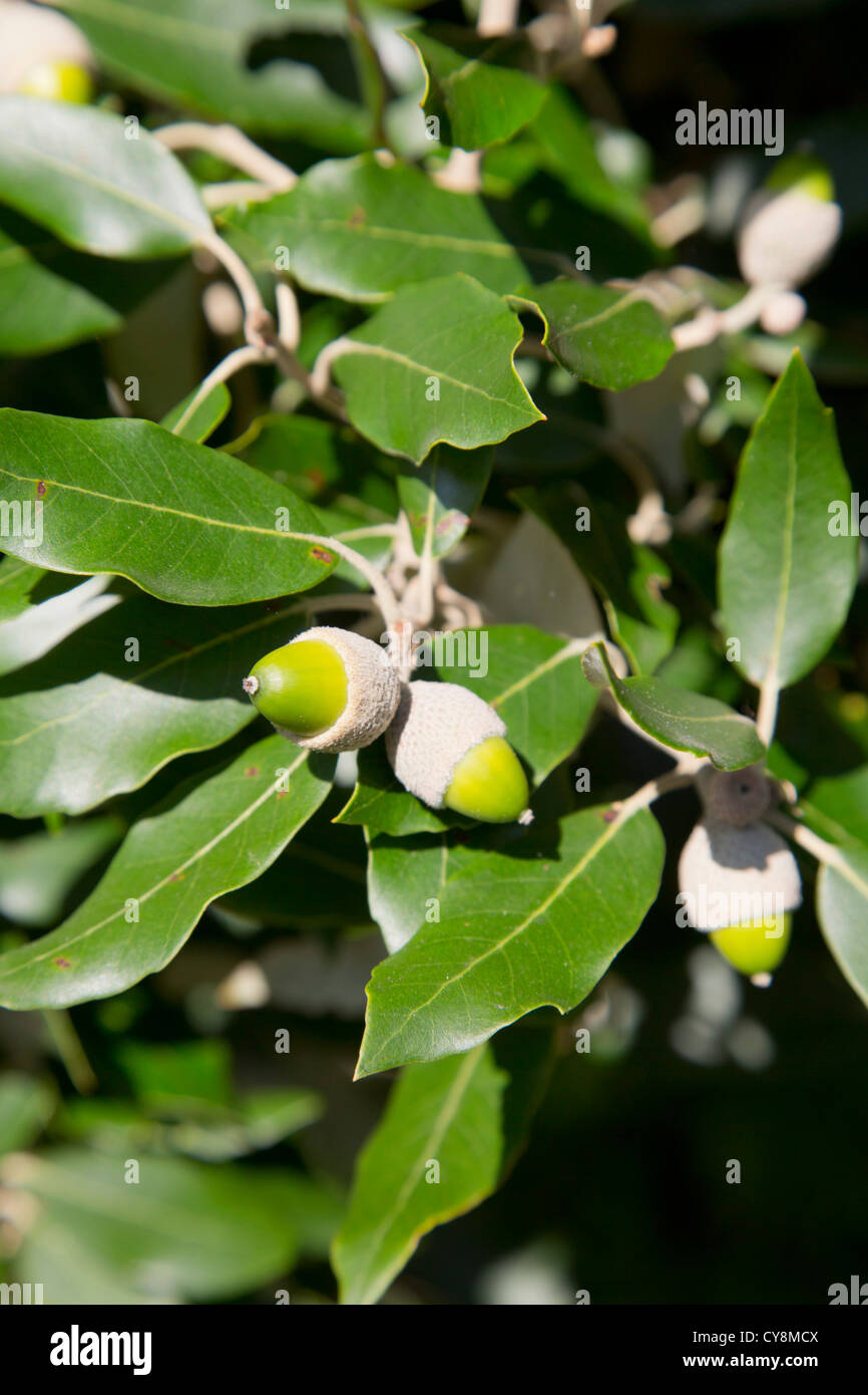 Chêne vert, Quercus ilex, UK Photo Stock - Alamy