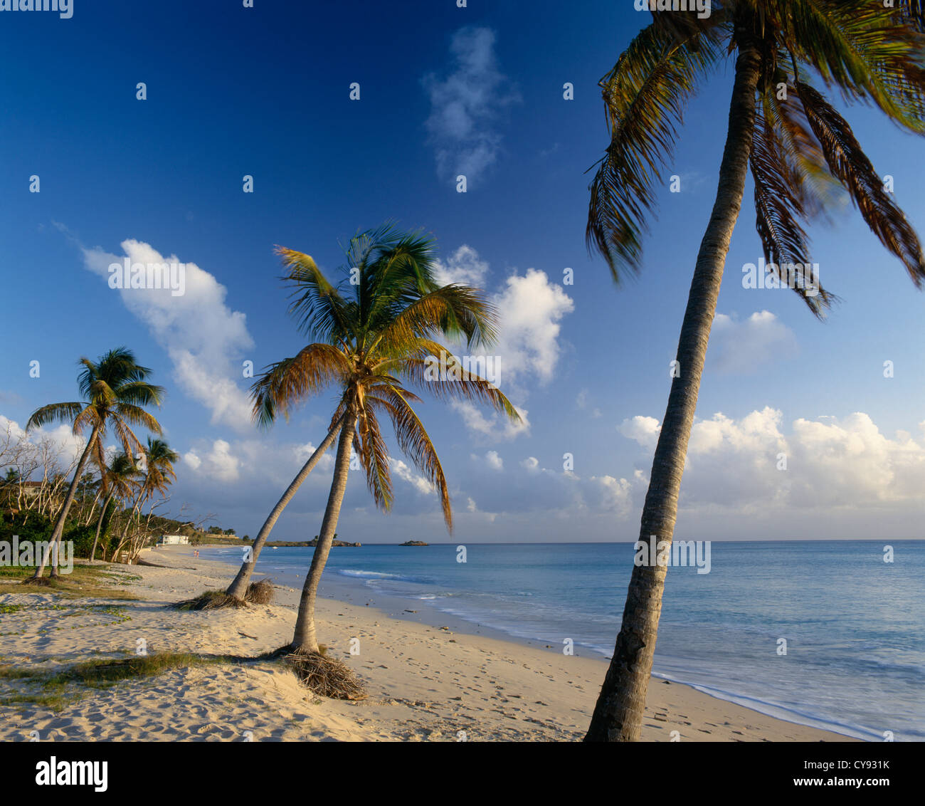 Faible angle de vue d'un cocotier cocos nucifera Banque de ...
