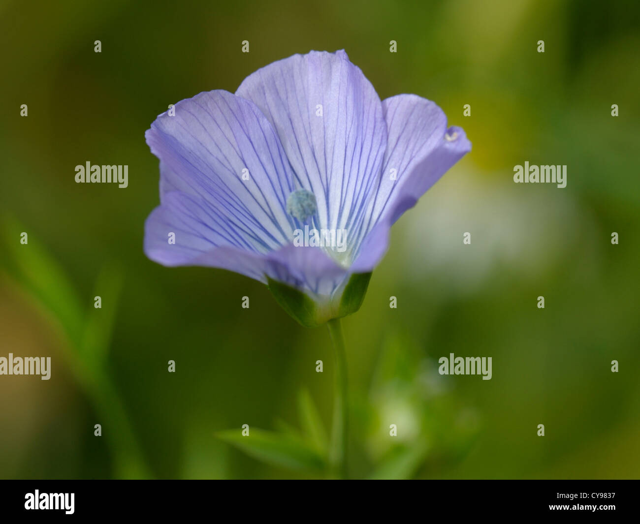 Fleur de lin Banque de photographies et d’images à haute résolution - Alamy