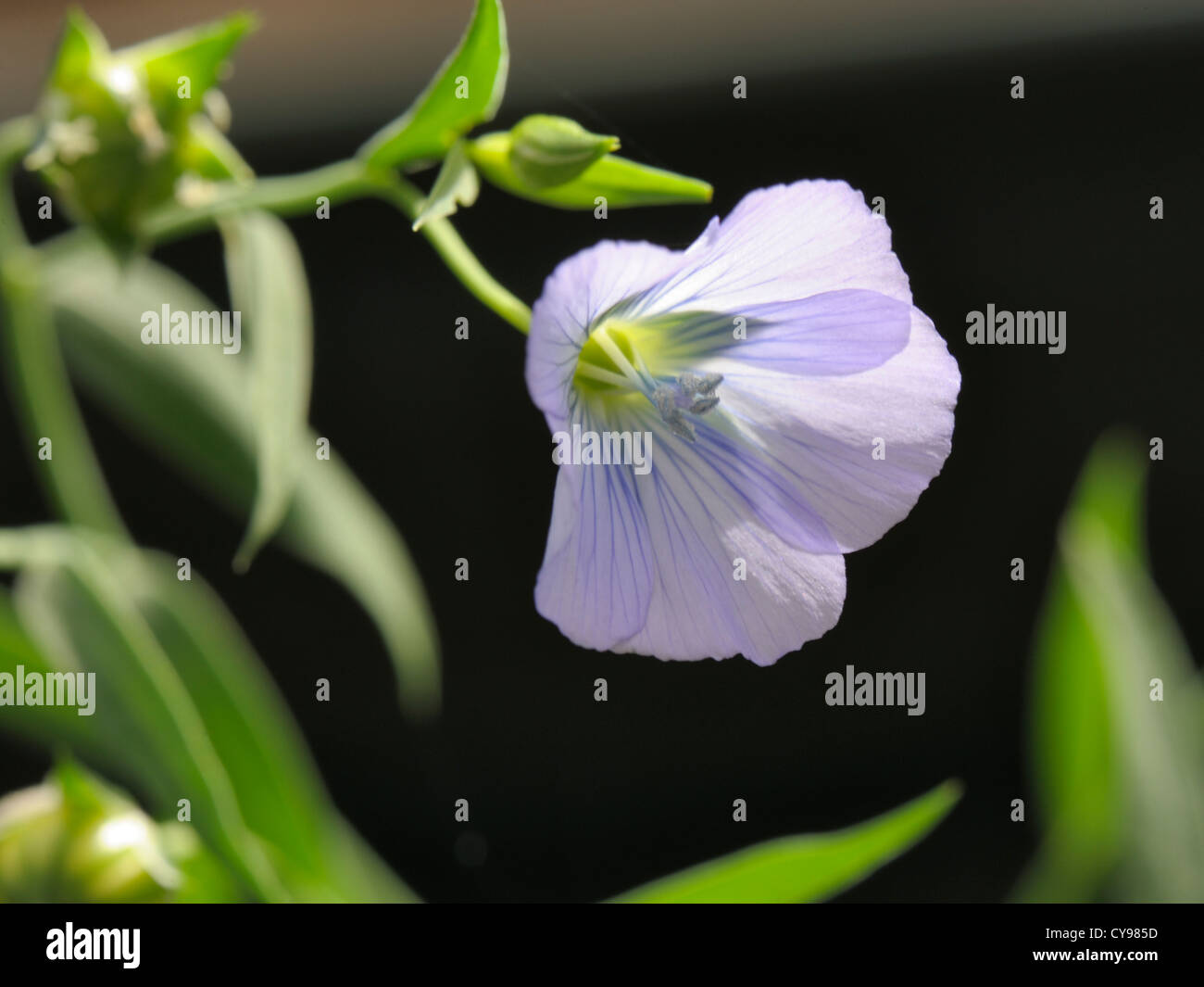 Fleur de lin Banque de photographies et d’images à haute résolution - Alamy