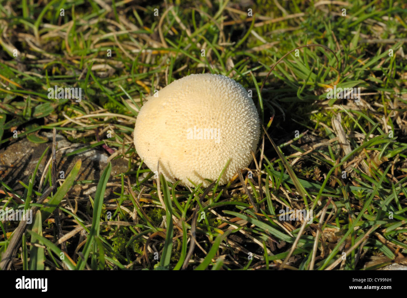 Meadow puffball Banque de photographies et d’images à haute résolution ...