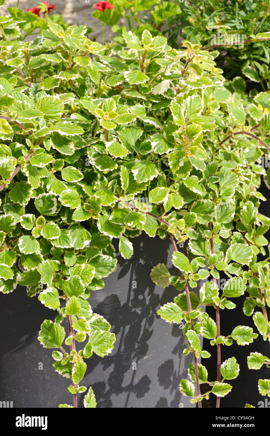 Swedish ivy (plectranthus forsteri) plectranthus coleoides syn Photo ...