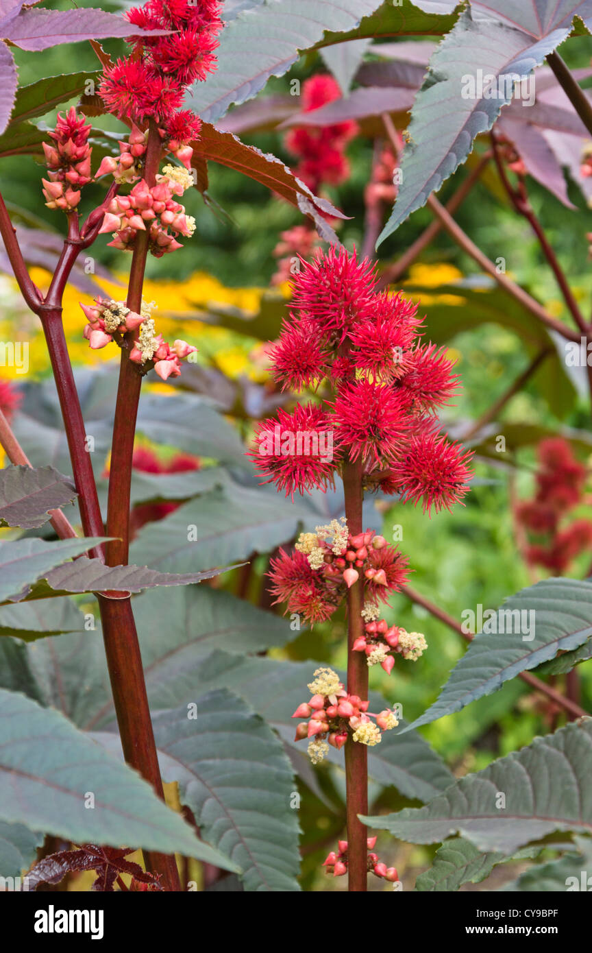 Ricinus communis Banque de photographies et d’images à haute résolution ...