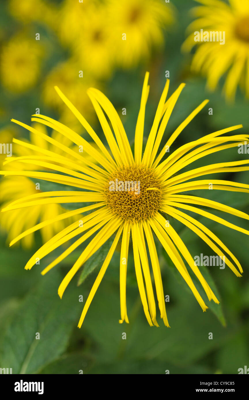 Inula hookeri Banque de photographies et d’images à haute résolution ...