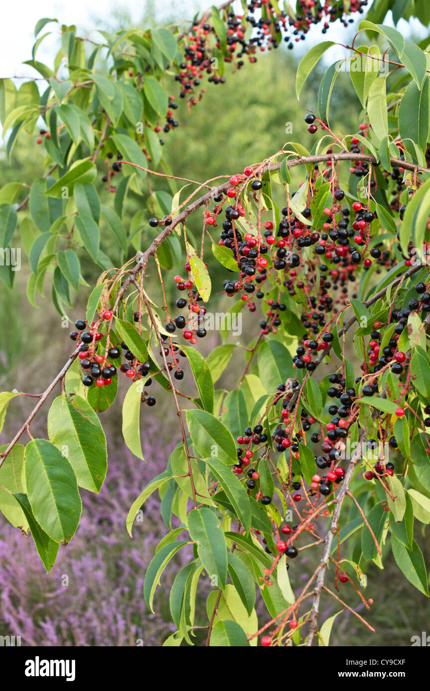 Prunus serotina fruit Banque de photographies et d’images à haute ...