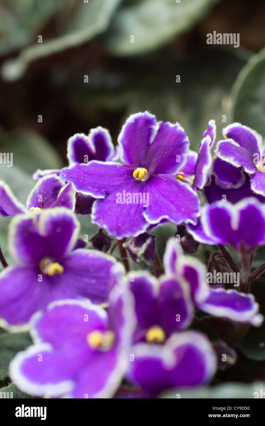 Saintpaulia ionantha violette africaine Banque de photographies et d ...
