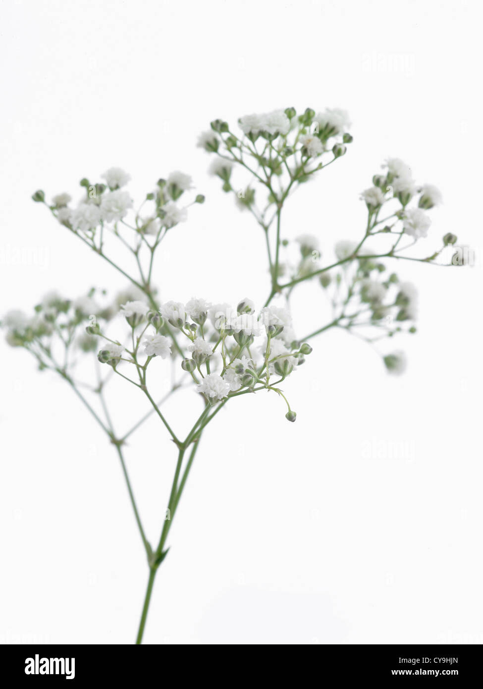 La floraison de la tige de gypsophile, Gypsophila paniculata 'Million ...