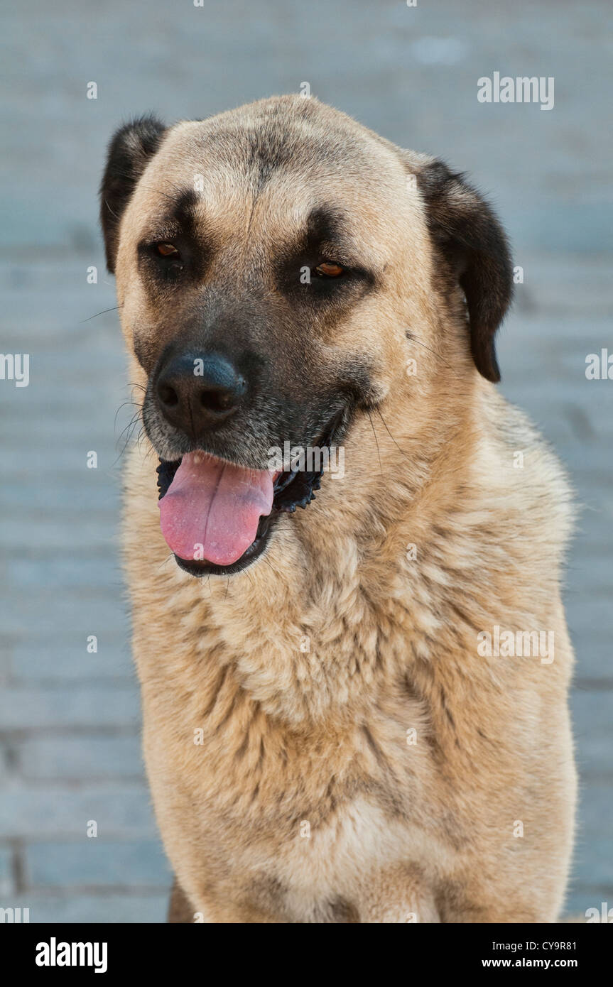 Kangal turc Banque de photographies et d’images à haute résolution - Alamy