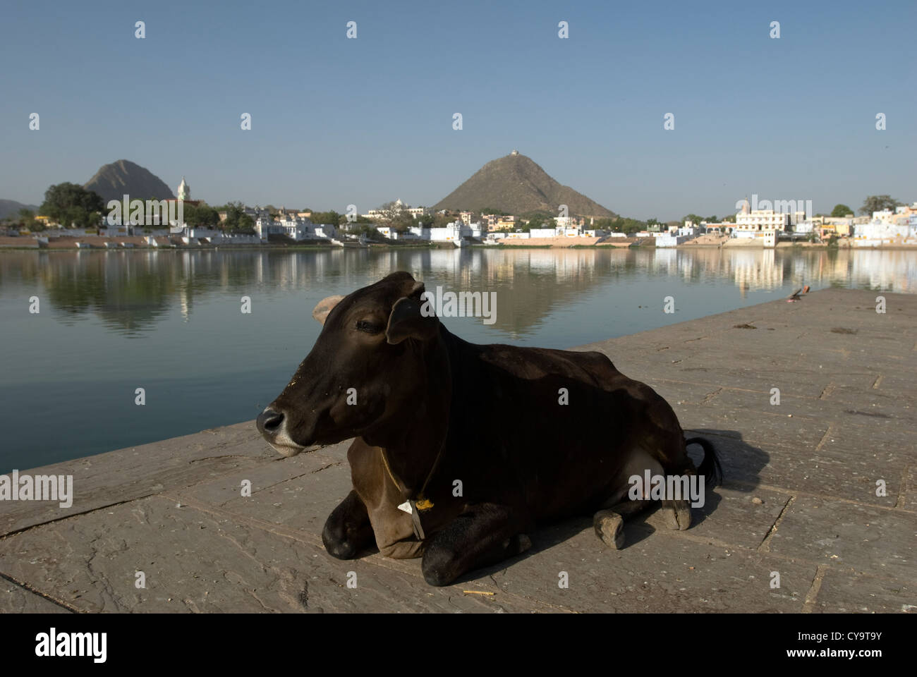 Vache sacrée Banque de photographies et d’images à haute résolution - Alamy