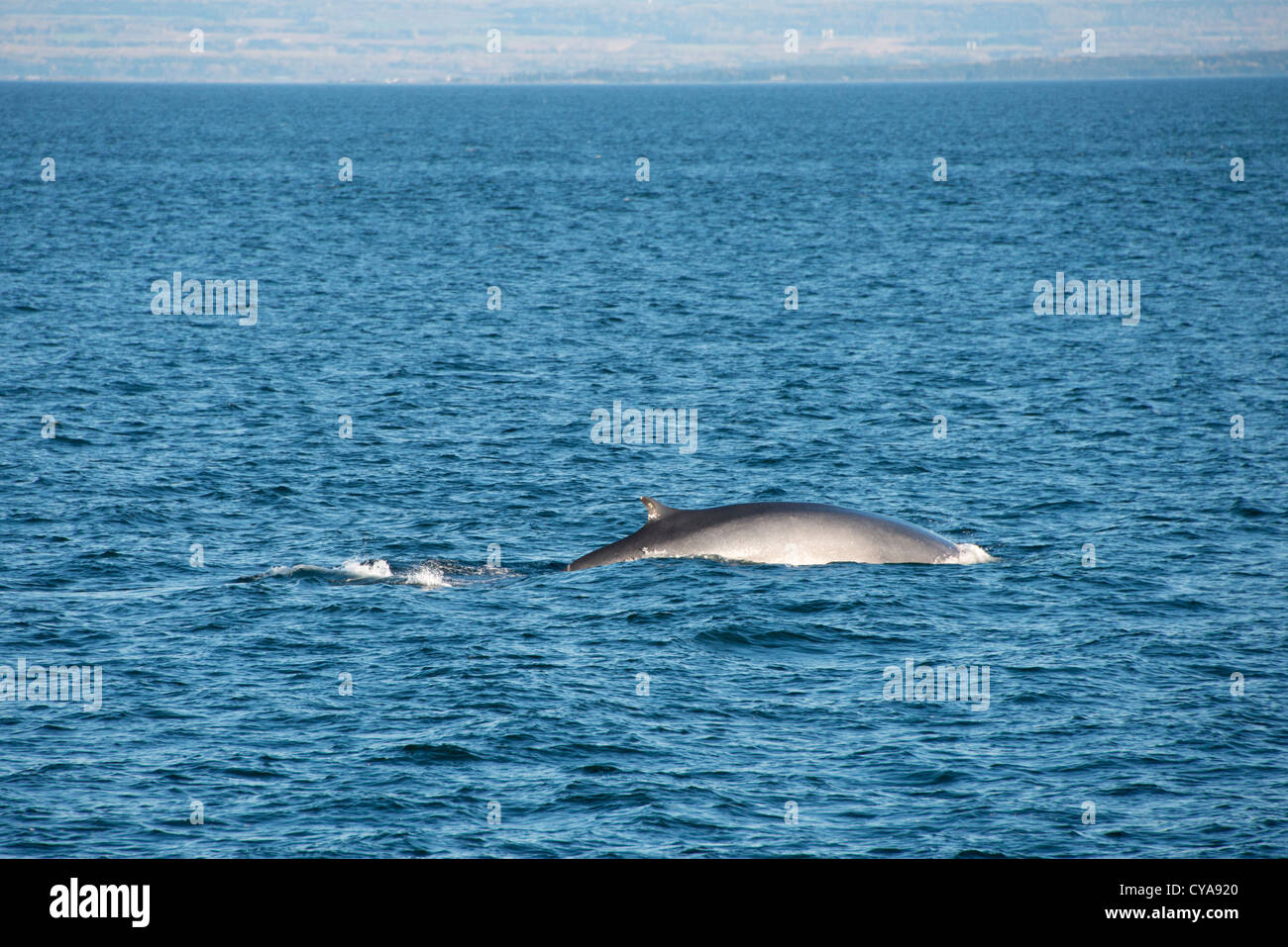 Canada, Québec, fleuve Saint-Laurent. Rorqual commun aka Rorqual commun ...
