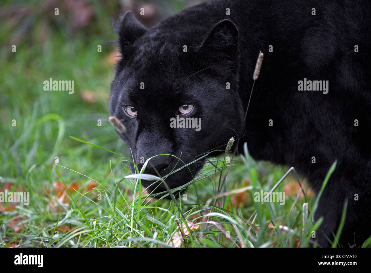Black leopard panthera pardus leopard Banque de photographies et d ...