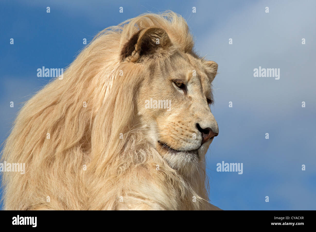 Le lion blanc Banque de photographies et d’images à haute résolution ...