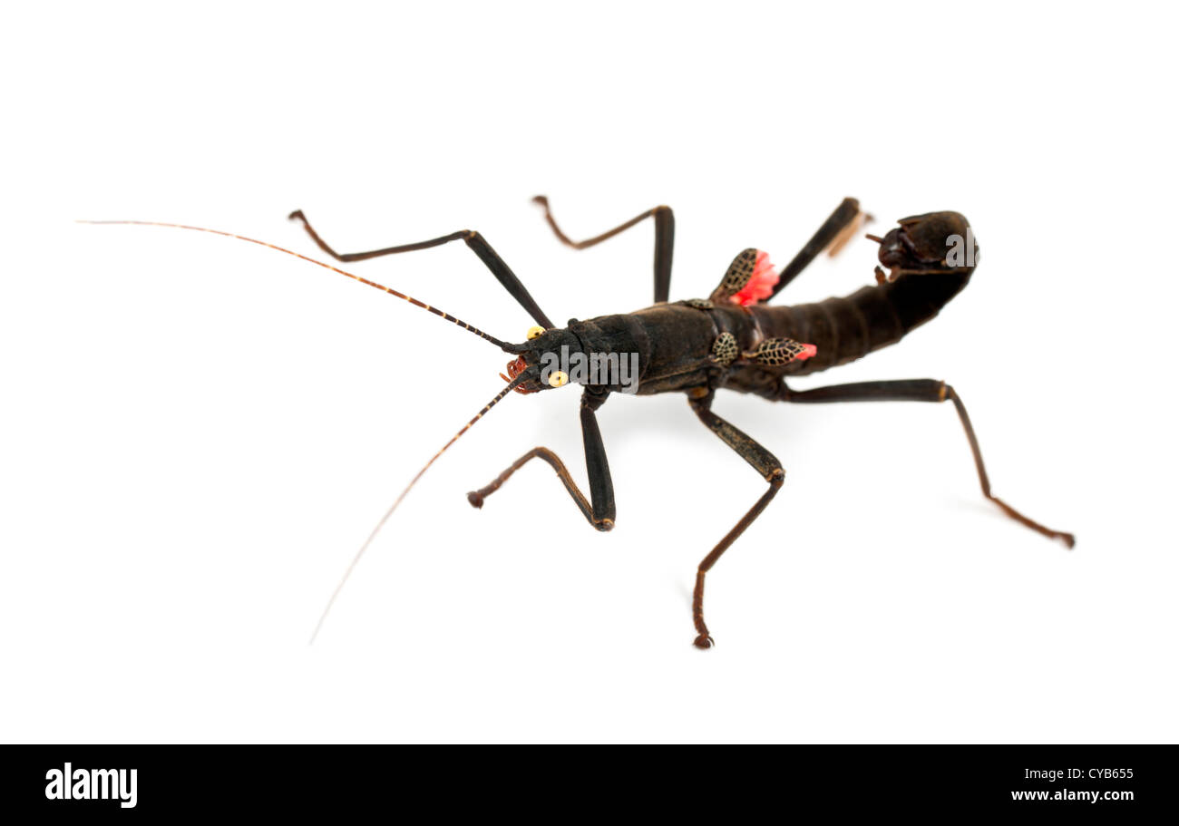 Oeuf phasme Banque de photographies et d’images à haute résolution - Alamy