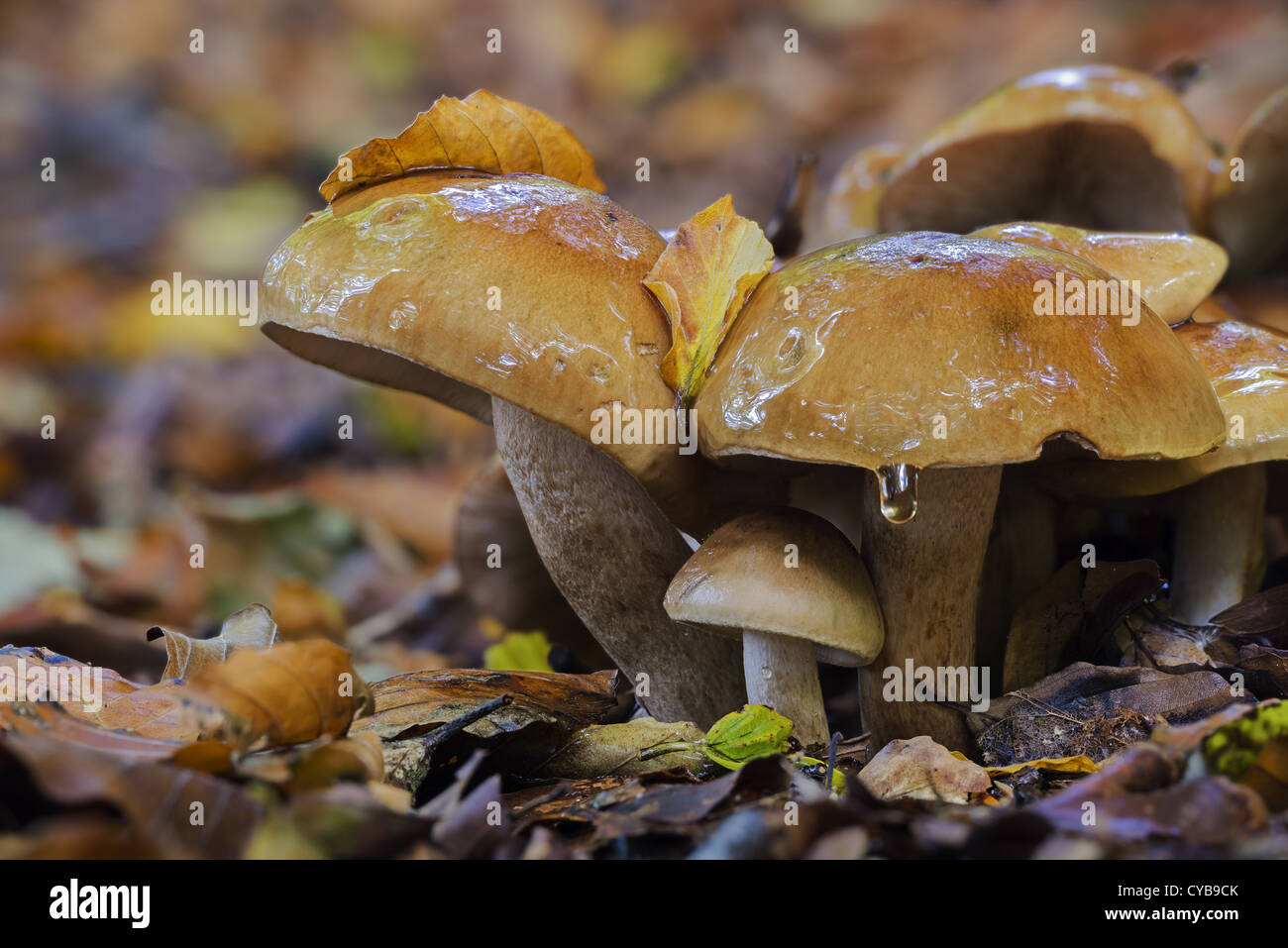 Champignons visqueux Banque de photographies et d’images à haute ...