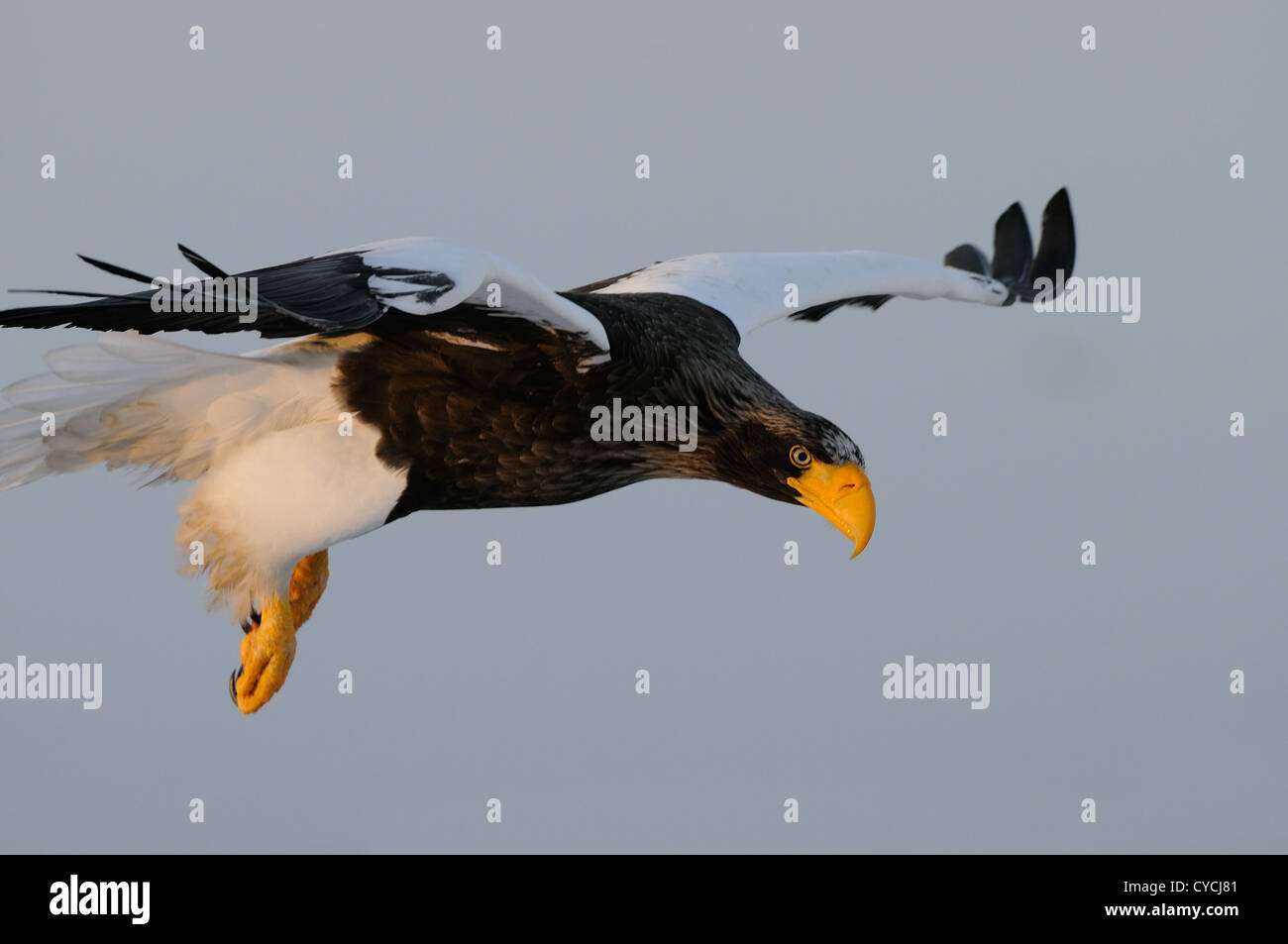 Stellers Sea Eagle sur la glace flottante et voler au-dessus de la mer ...