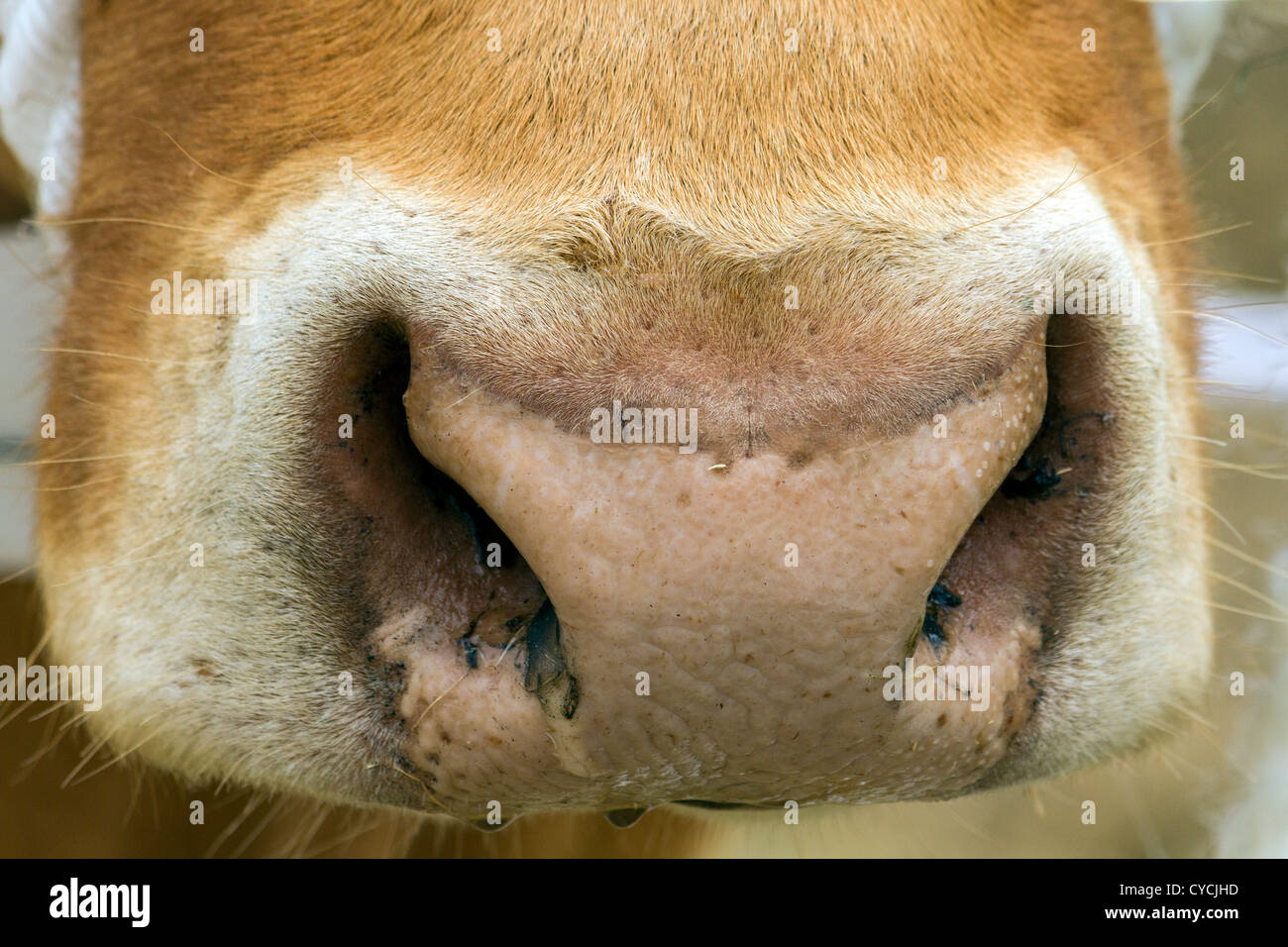 Le nez des vaches Banque de photographies et d’images à haute ...