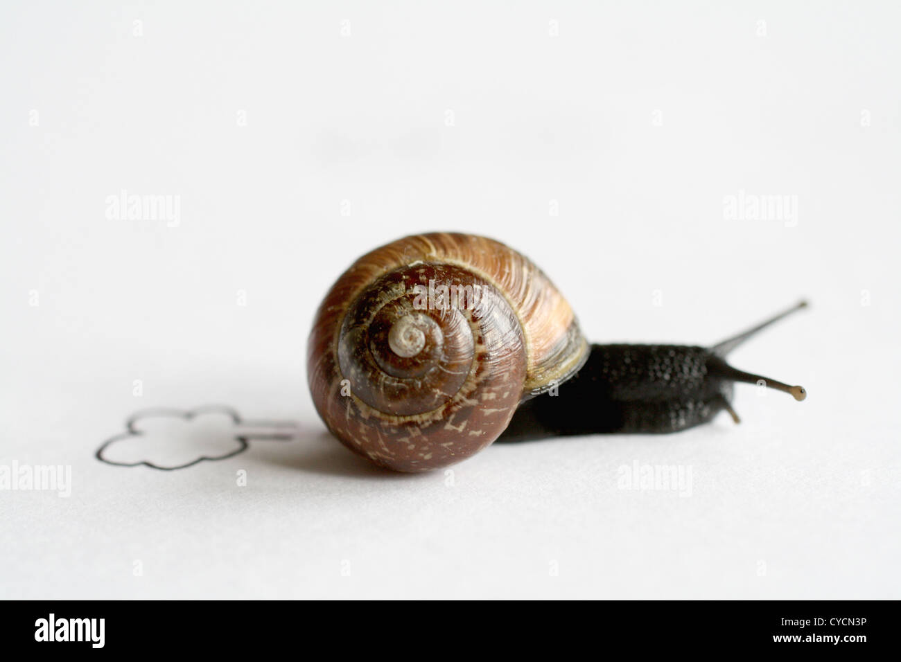 Escargot Lent Banque d'image et photos - Alamy