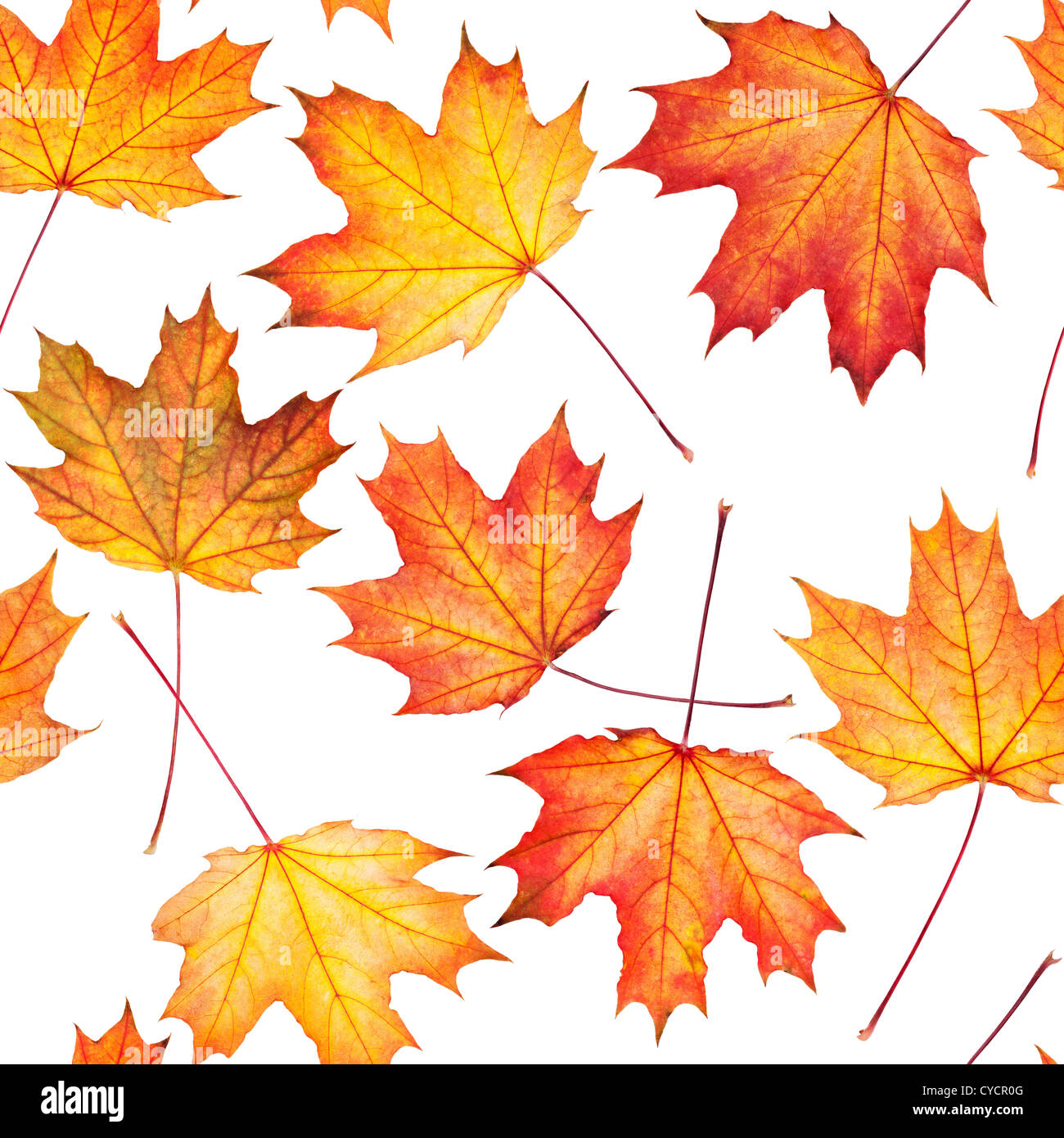 Seamless texture avec feuilles d'érable Photo Stock - Alamy