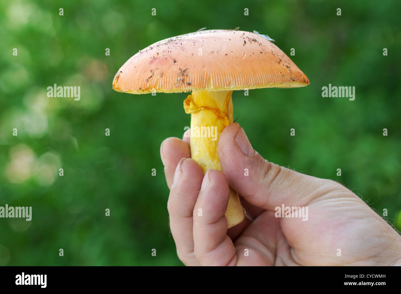 Amanita caesarea champignon césar Banque de photographies et d’images à ...