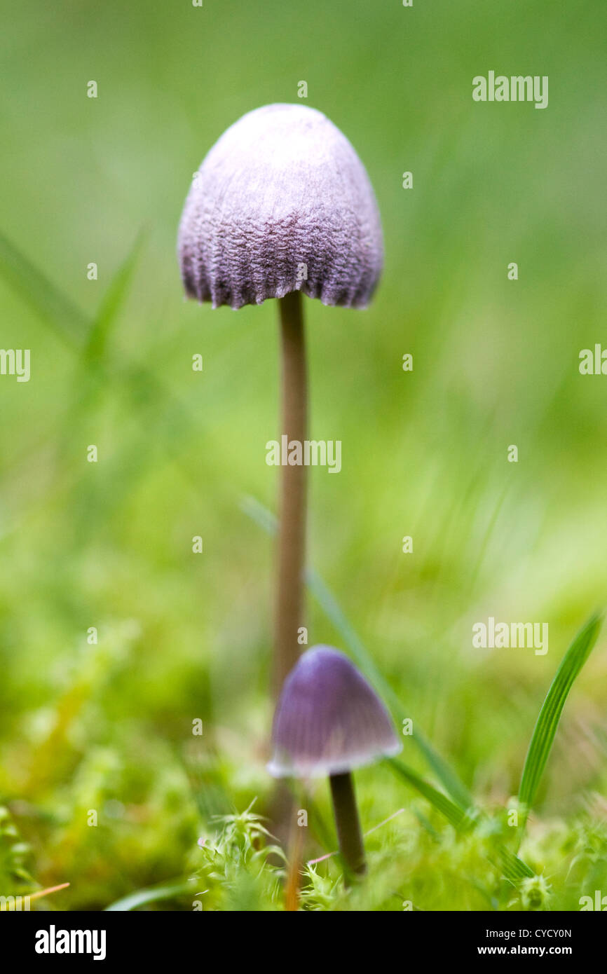 Champignons coniques Banque de photographies et d’images à haute ...