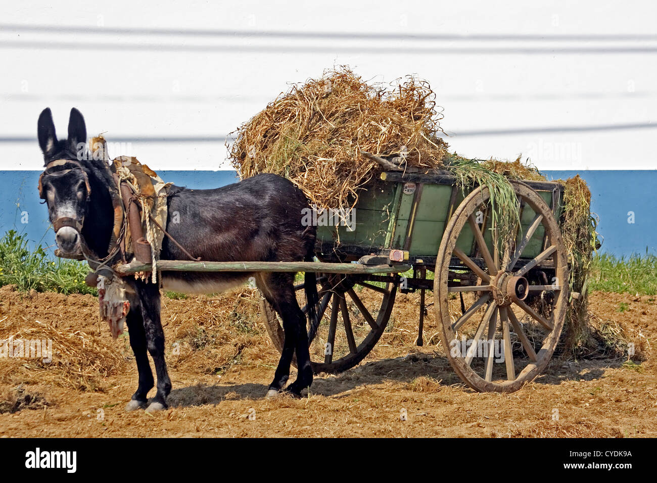 Âne tirant une ancienne charrette pleine de foin Photo Stock - Alamy