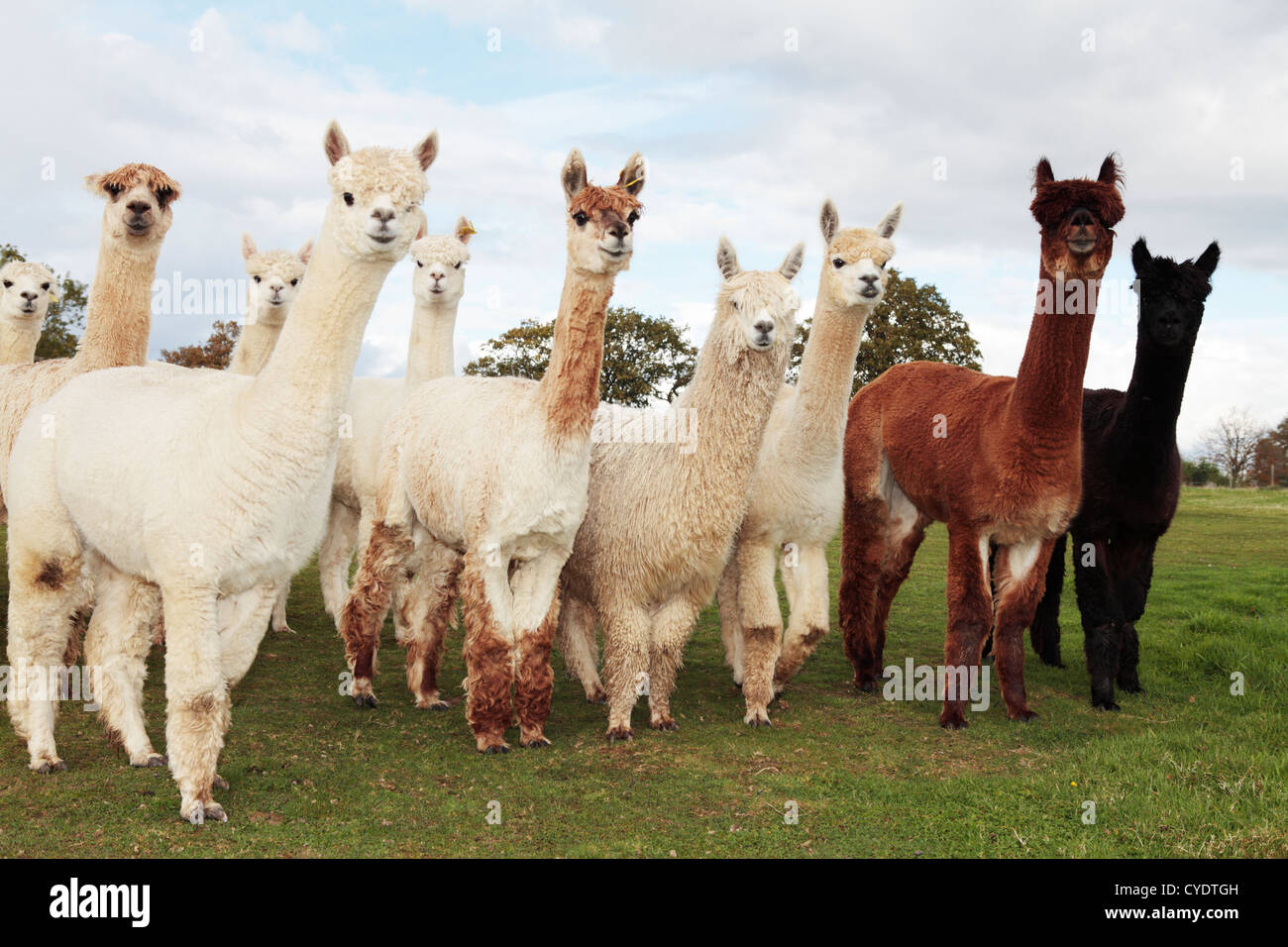 Les alpagas Banque de photographies et d’images à haute résolution - Alamy