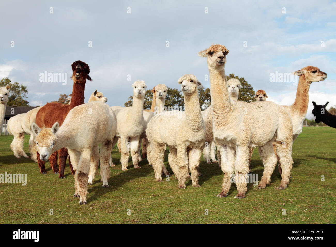 Les alpagas Banque de photographies et d’images à haute résolution - Alamy
