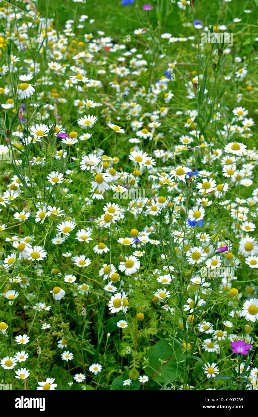 Bleuet de france Banque de photographies et d’images à haute résolution ...