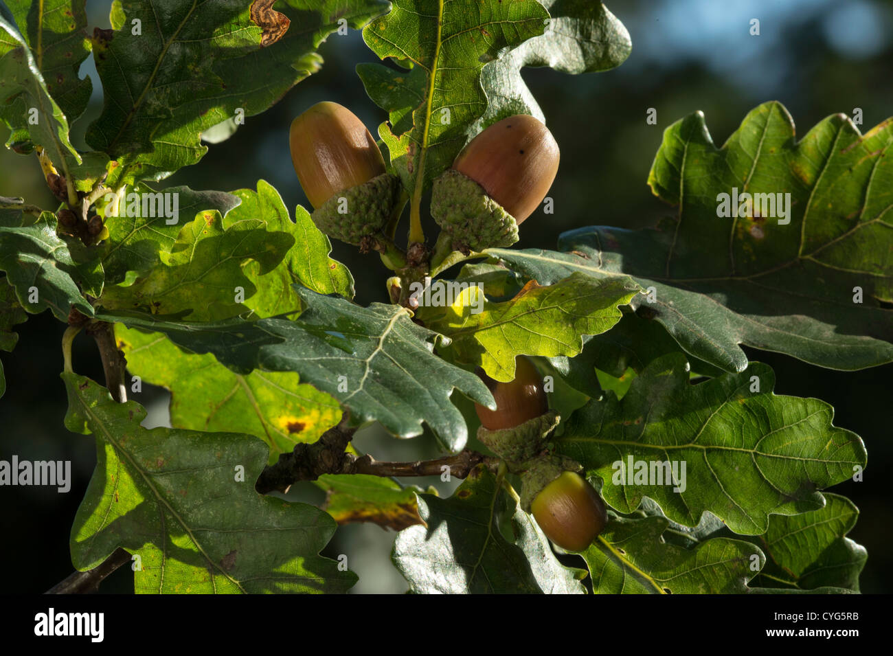 Chêne pédonculé, le chêne pédonculé (Quercus robur) avec la maturation ...