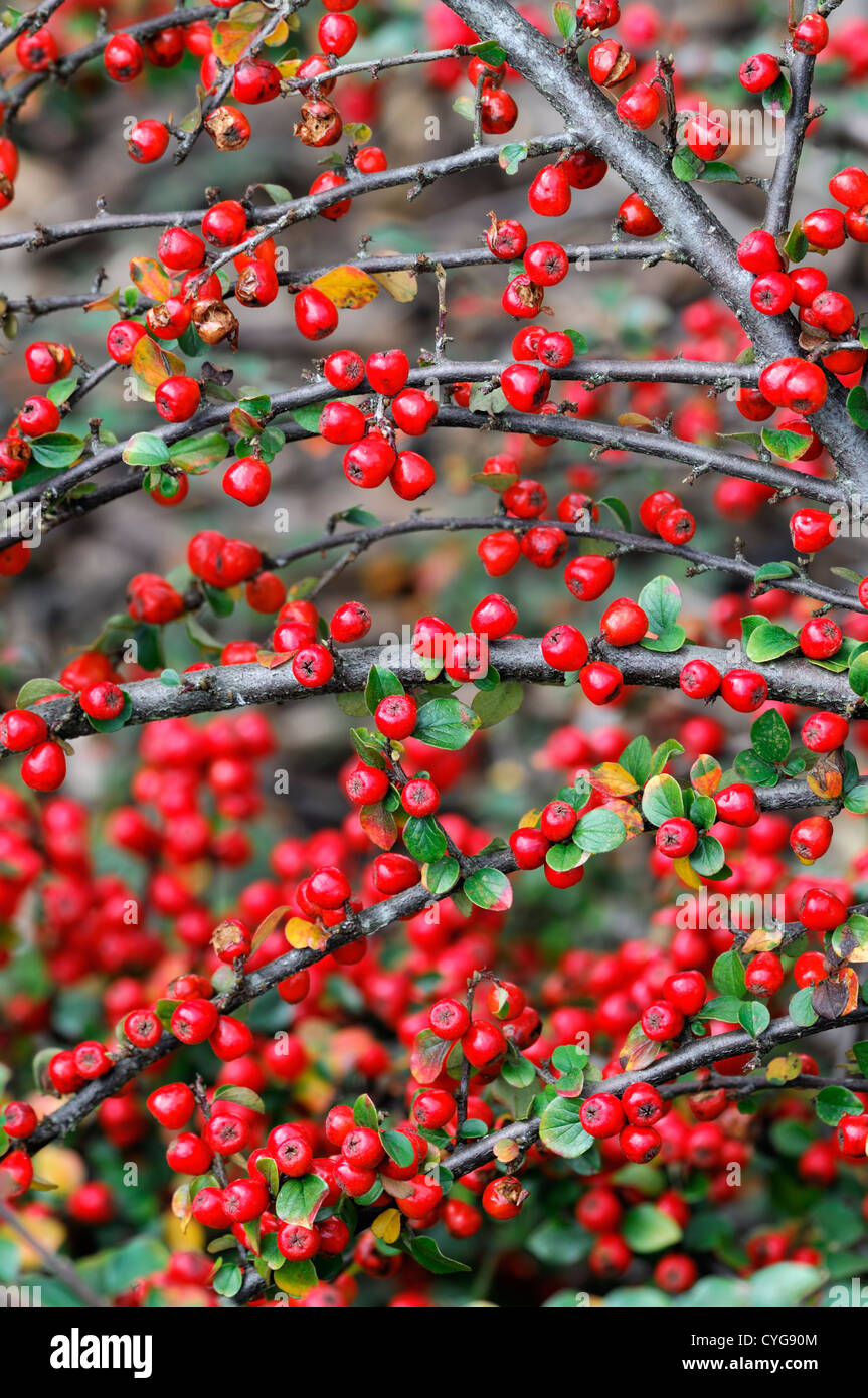 Cotoneaster obscurus splendens baies baie rouge libre focus sélectif ...