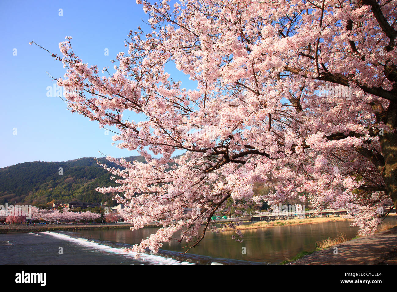 Arashiyama kyoto Banque de photographies et d’images à haute résolution - Alamy