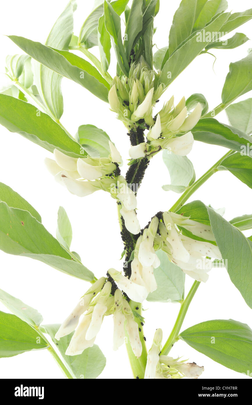 Les simulies, puceron noir de la fève, haricot et puceron puceron des ...