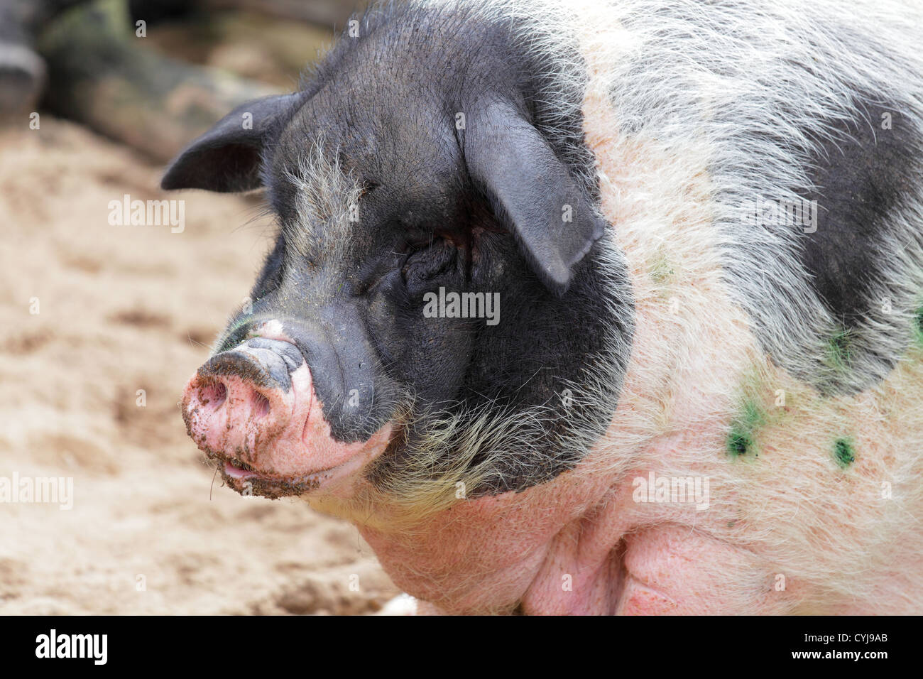 Gros porc Banque de photographies et d’images à haute résolution - Alamy