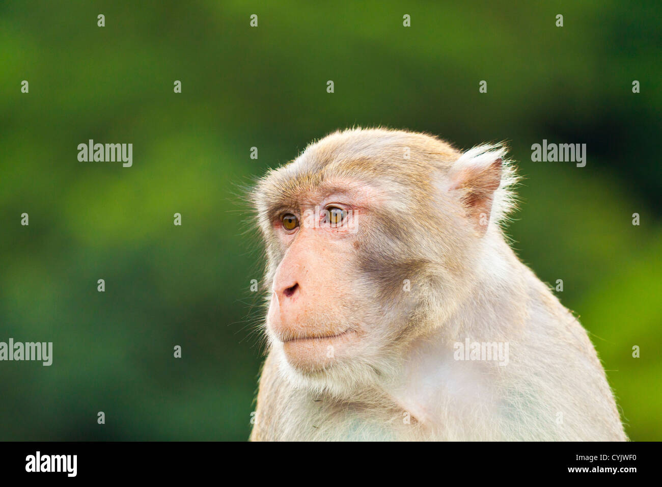 Singe adulte Banque de photographies et d’images à haute résolution - Alamy