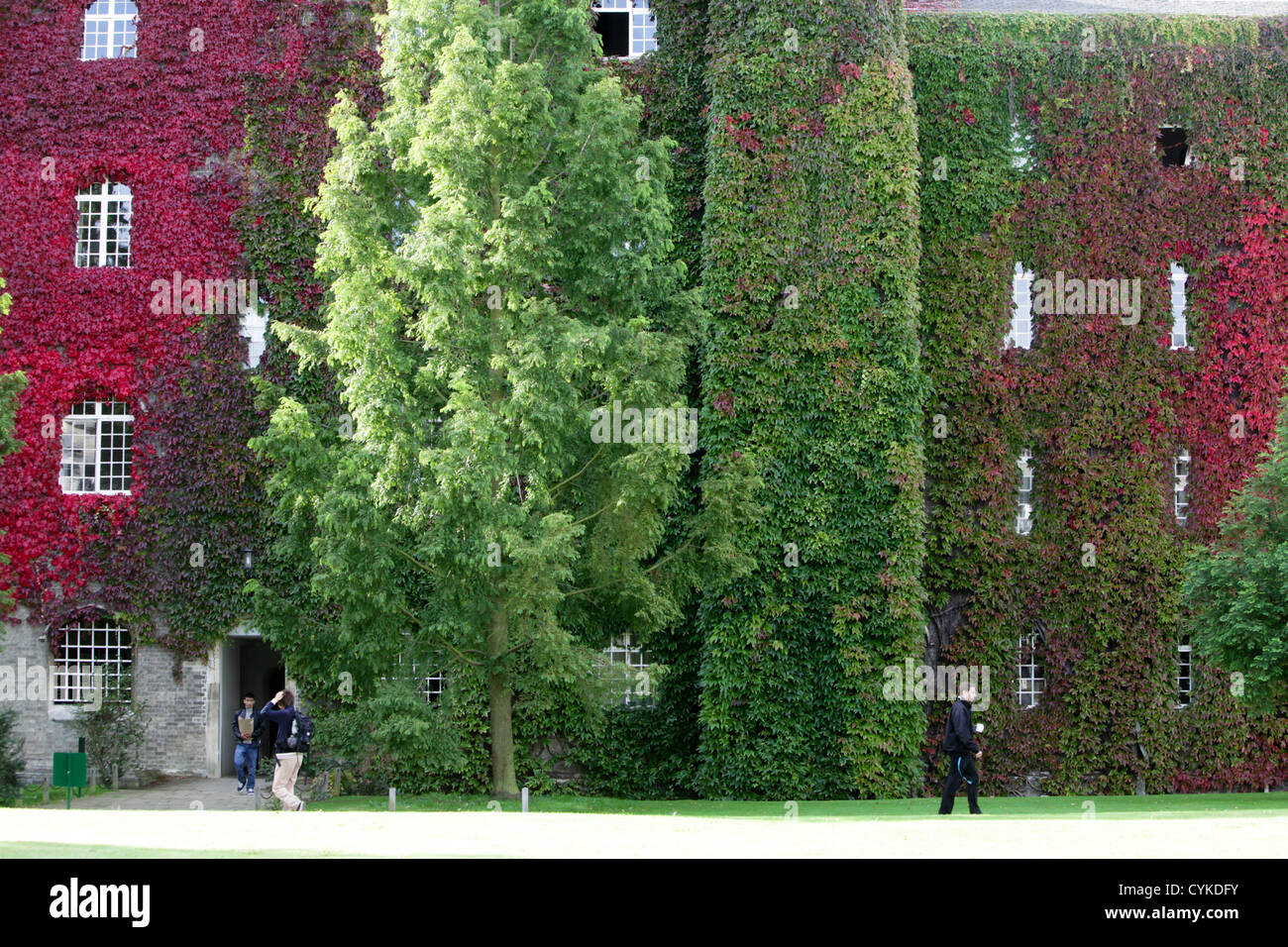 La VIGNE À ST JOHN'S COLLEGE DE CAMBRIDGE QUI EST DEVENU ROUGE À TEMPS ...
