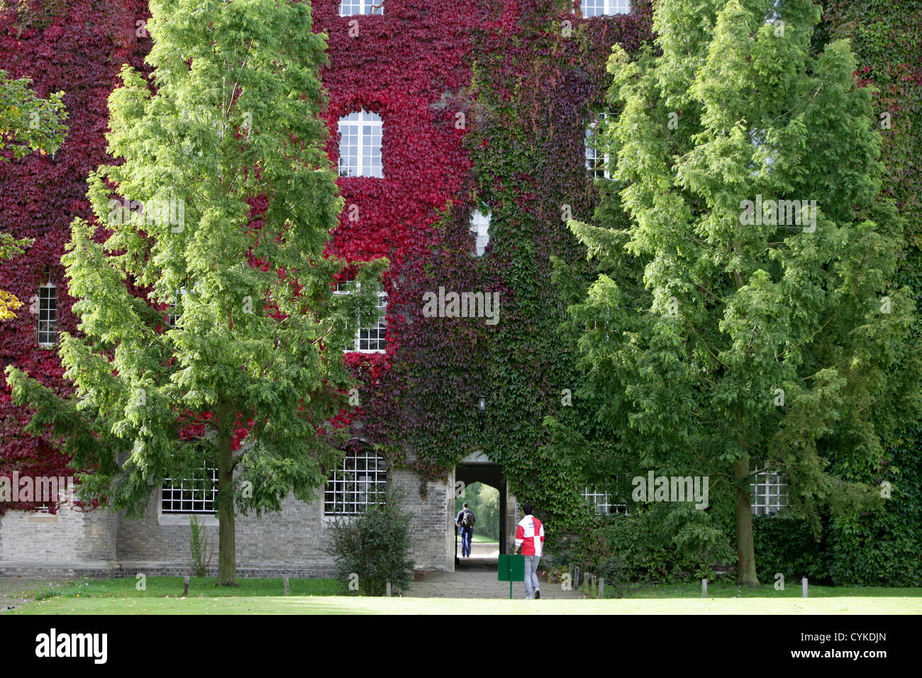La VIGNE À ST JOHN'S COLLEGE DE CAMBRIDGE QUI EST DEVENU ROUGE À TEMPS ...