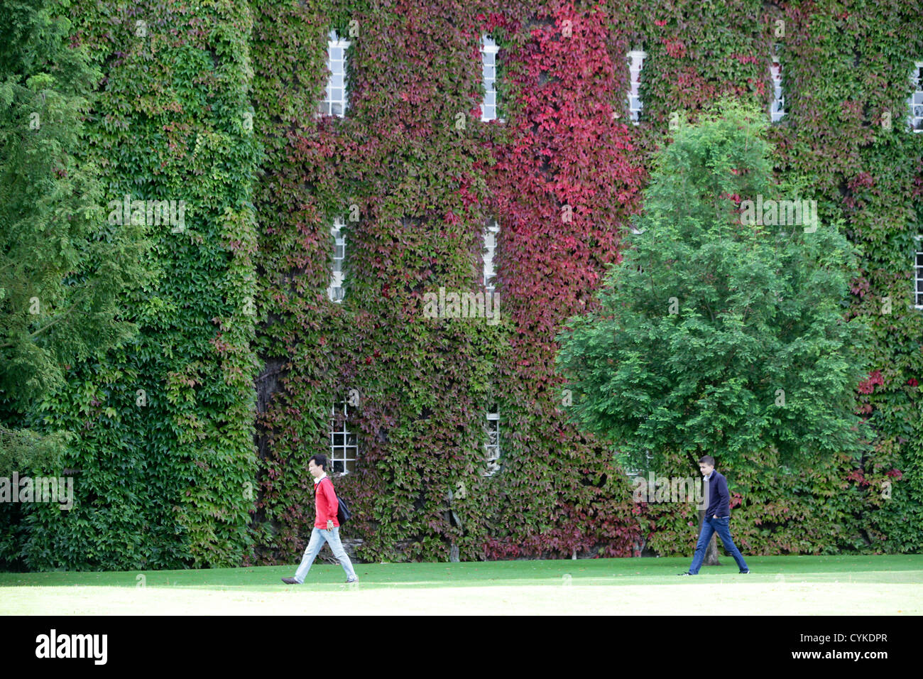 La VIGNE À ST JOHN'S COLLEGE DE CAMBRIDGE QUI EST DEVENU ROUGE À TEMPS ...