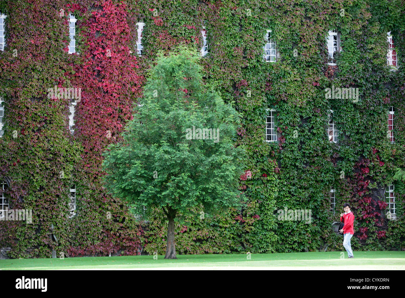 La VIGNE À ST JOHN'S COLLEGE DE CAMBRIDGE QUI EST DEVENU ROUGE À TEMPS ...