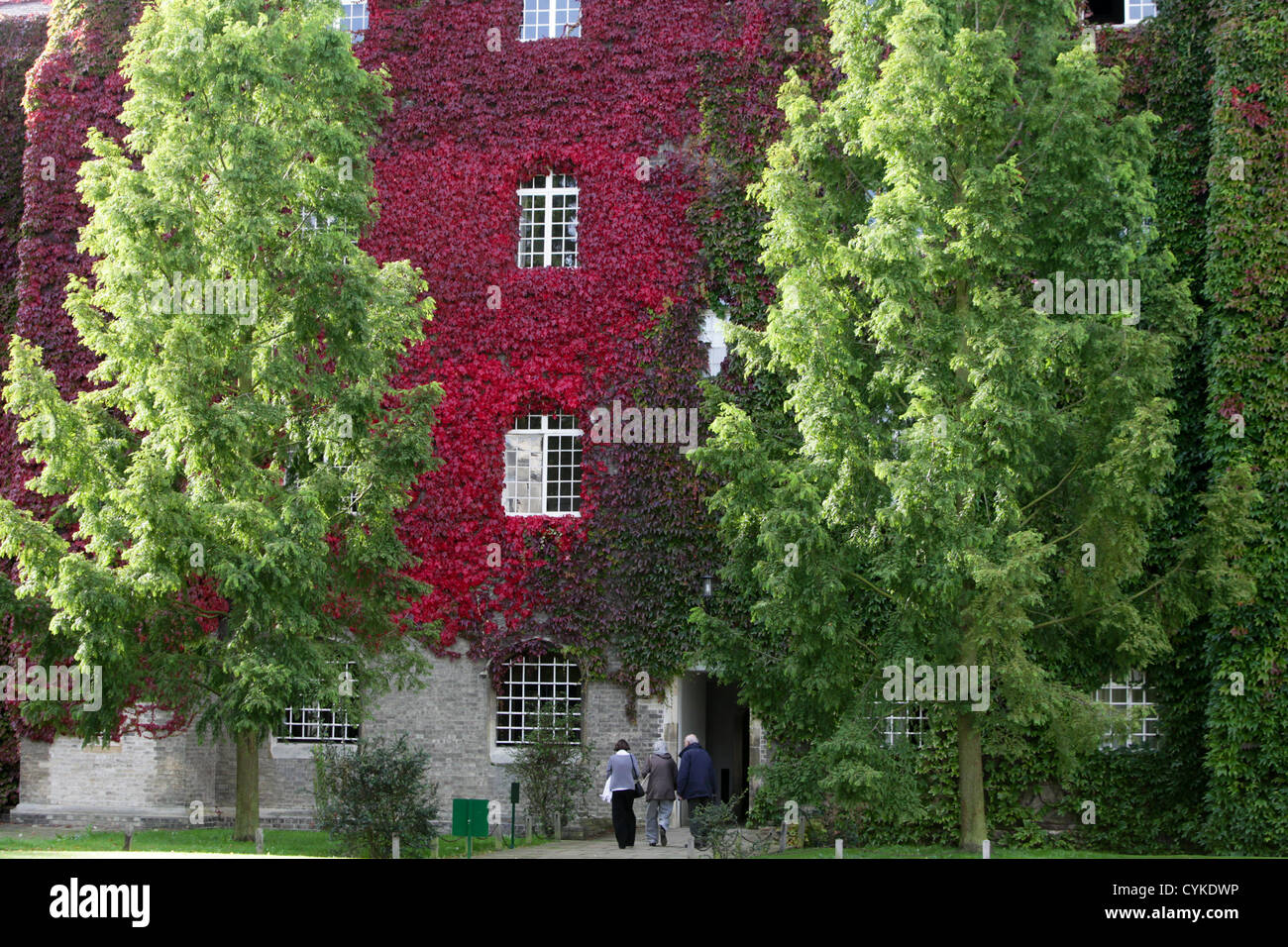 La VIGNE À ST JOHN'S COLLEGE DE CAMBRIDGE QUI EST DEVENU ROUGE À TEMPS ...