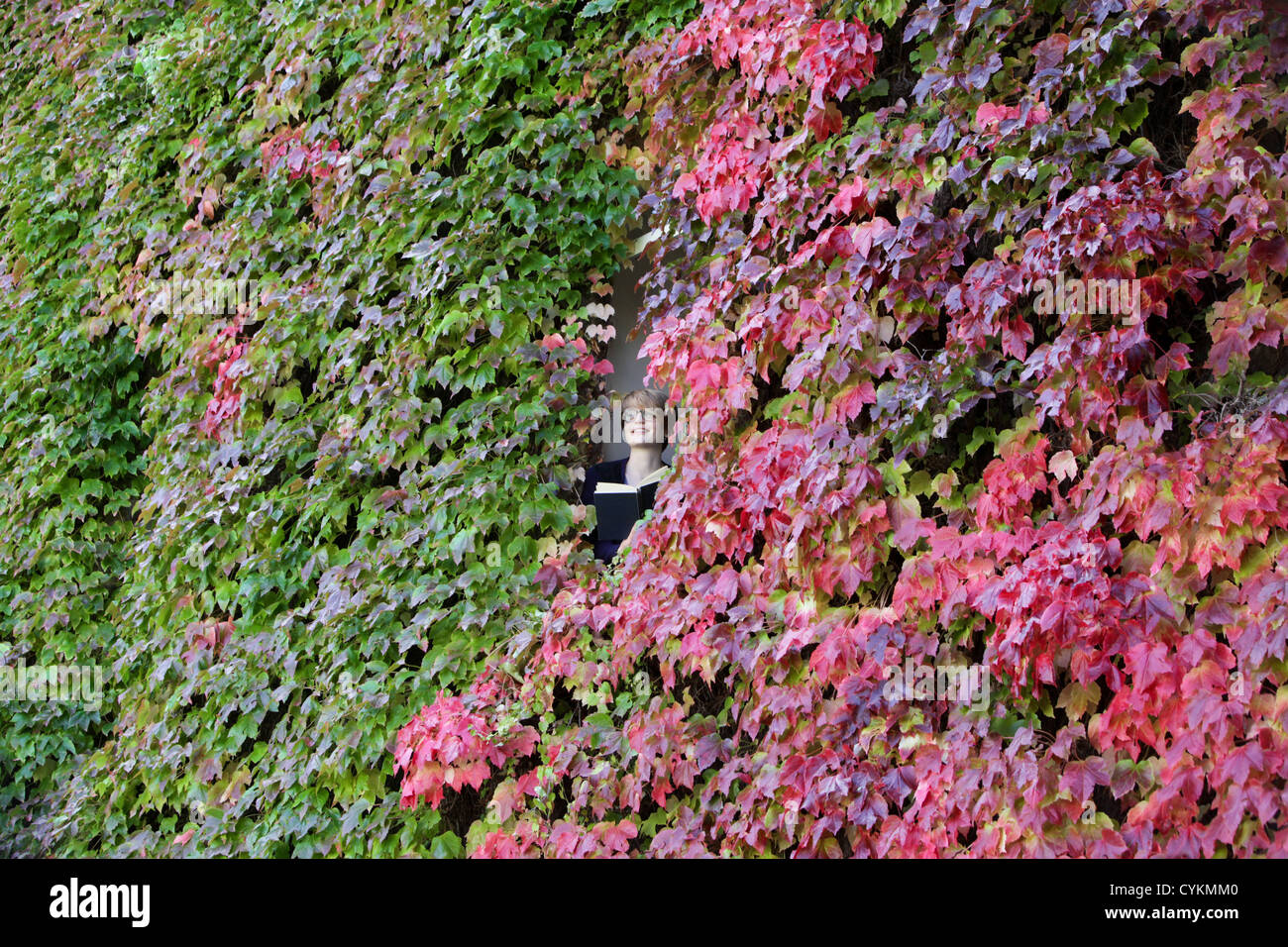 La VIGNE À ST JOHN'S COLLEGE DE CAMBRIDGE QUI EST DEVENU ROUGE À TEMPS ...