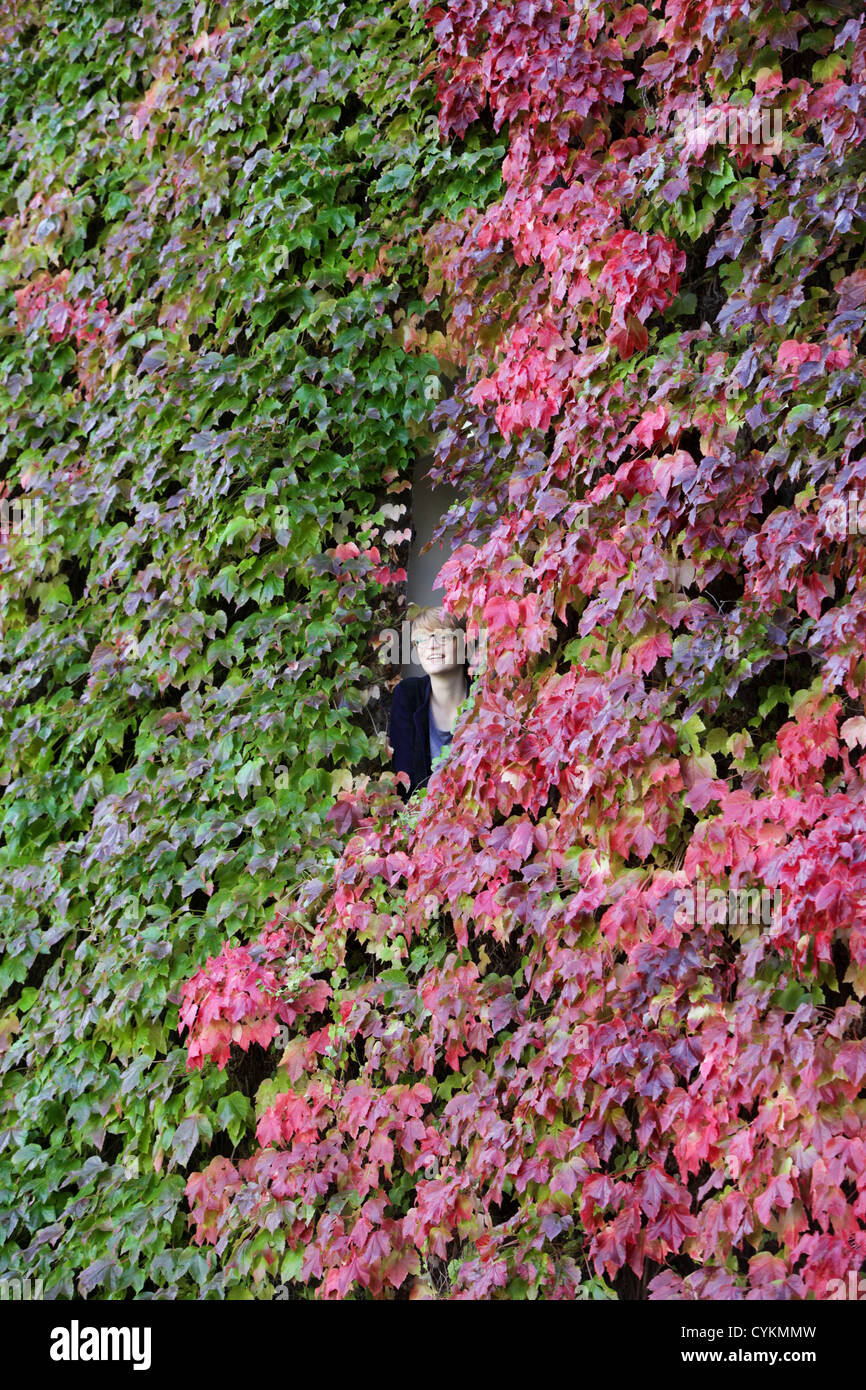 La VIGNE À ST JOHN'S COLLEGE DE CAMBRIDGE QUI EST DEVENU ROUGE À TEMPS ...