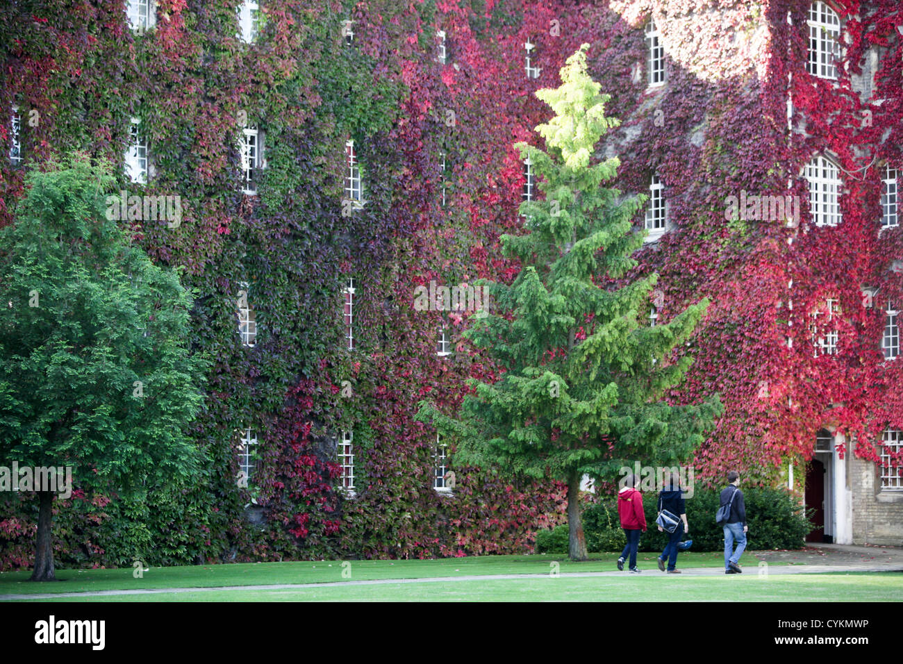 La VIGNE À ST JOHN'S COLLEGE DE CAMBRIDGE QUI EST DEVENU ROUGE À TEMPS ...