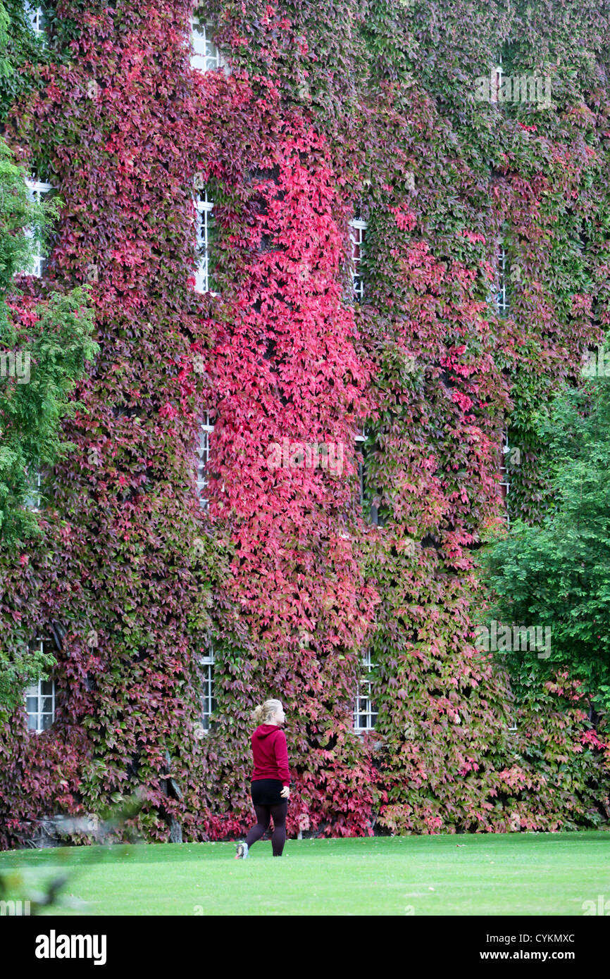 La VIGNE À ST JOHN'S COLLEGE DE CAMBRIDGE QUI EST DEVENU ROUGE À TEMPS ...